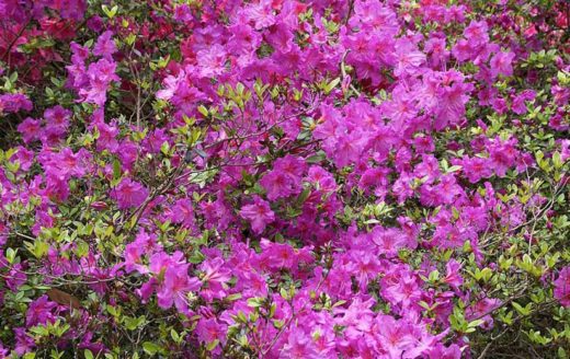 Arbuste d'ornement : les meilleurs arbustes pour votre jardin