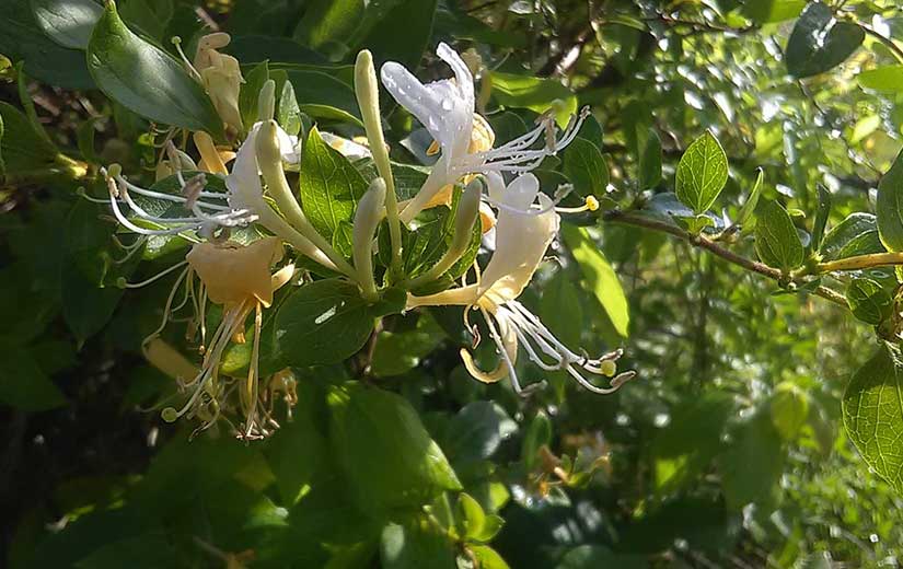 Arbuste d'ornement : les meilleurs arbustes pour votre jardin