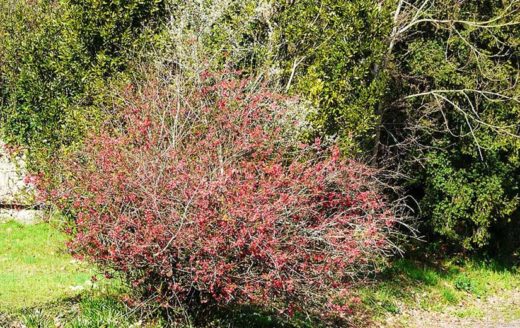 Arbuste d'ornement : les meilleurs arbustes pour votre jardin