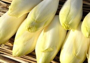 Semer des endives : quand, comment et quelles variétés choisir