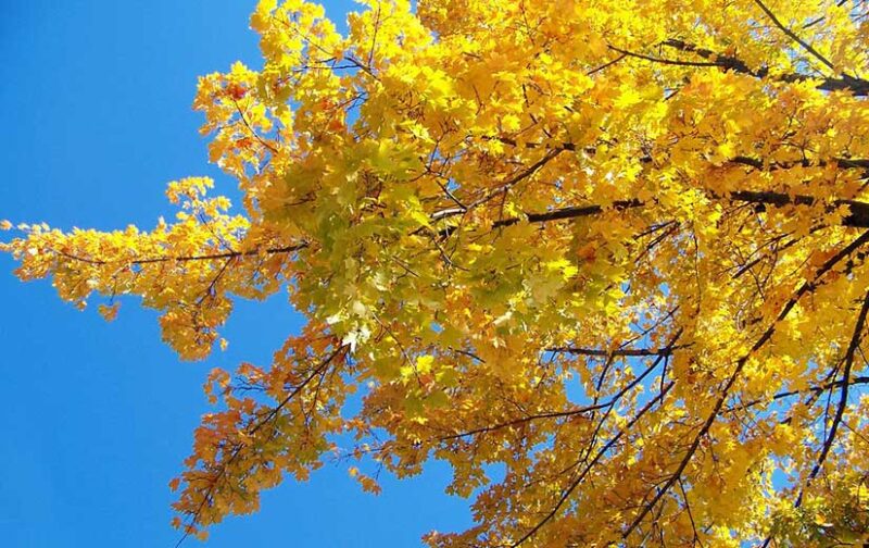 Arbre d'ornement : 24 des plus beaux arbres pour le jardin