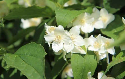 Arbuste d'ornement : les meilleurs arbustes pour votre jardin