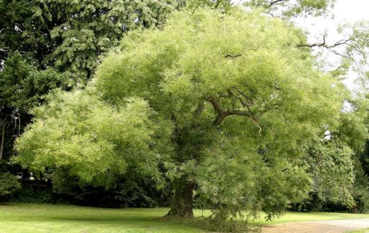 Arbre d'ornement : 24 des plus beaux arbres pour le jardin