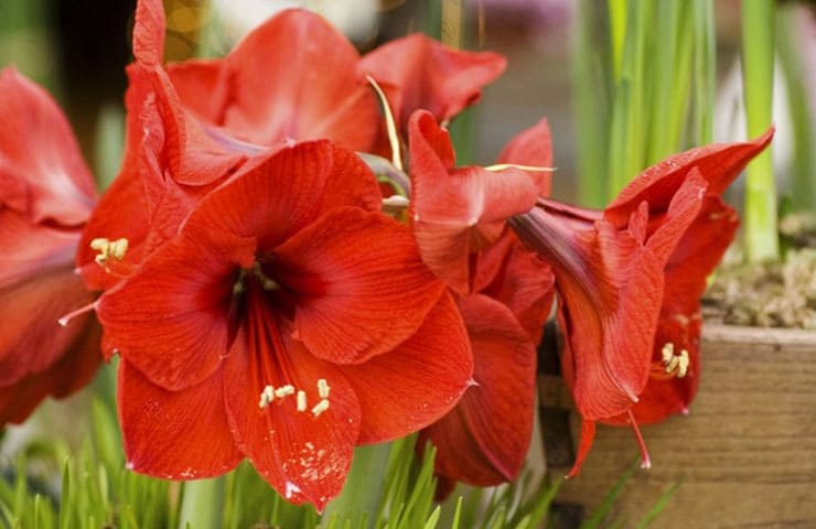 Fleurs toxiques : la liste des 30 fleurs que l'on trouve dans nos jardins