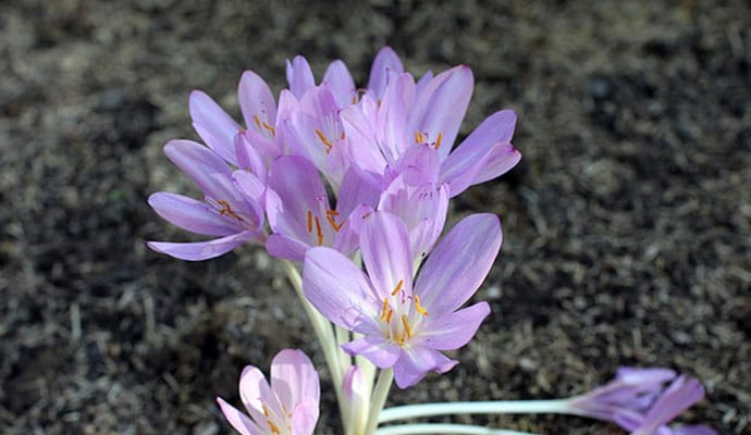 Fleurs toxiques : la liste des 30 fleurs que l'on trouve dans nos jardins