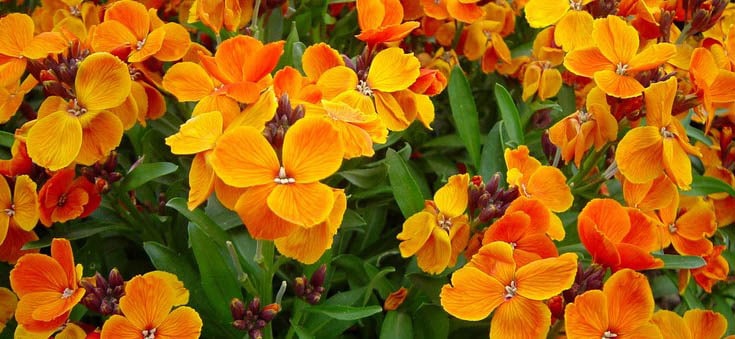 Semer des giroflées : quand, comment et quelles variétés choisir