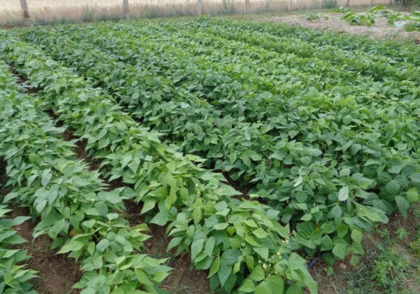 Semer des haricots nains : quand, comment et quelles variétés choisir