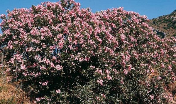 Fleurs toxiques : la liste des 30 fleurs que l'on trouve dans nos jardins