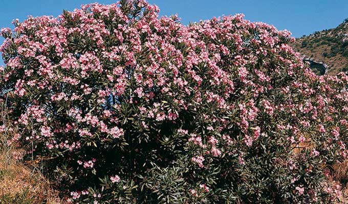 Fleurs toxiques : la liste des 30 fleurs que l'on trouve dans nos jardins