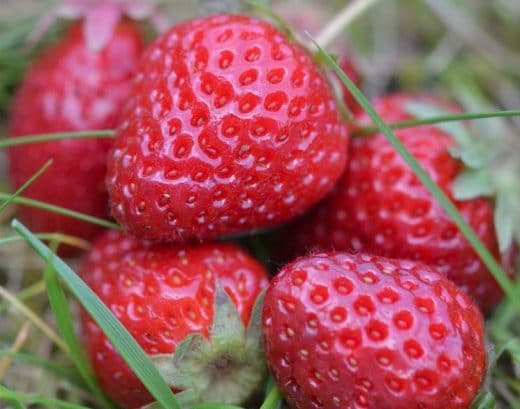 Semer et cultiver des fraises : quand, comment et quelle variétés