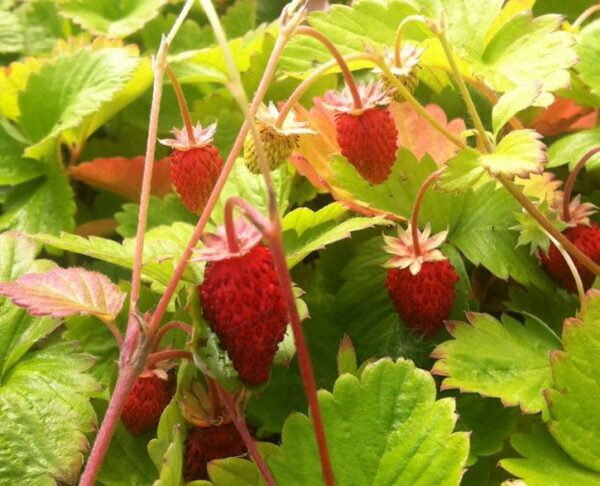 Semer et cultiver des fraises : quand, comment et quelle variétés