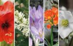 Fleurs toxiques : la liste des 30 fleurs que l'on trouve dans nos jardins