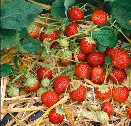 Semer et cultiver des fraises : quand, comment et quelle variétés