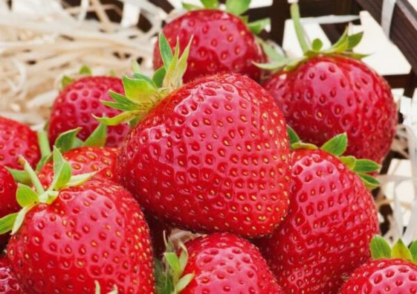 Semer et cultiver des fraises : quand, comment et quelle variétés