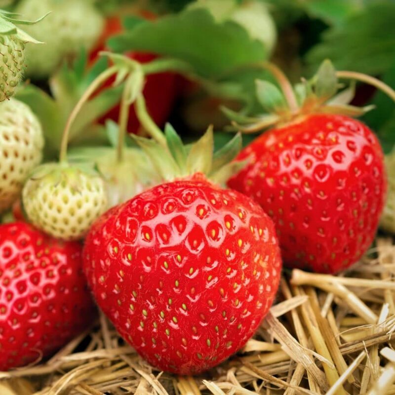 Semer et cultiver des fraises : quand, comment et quelle variétés