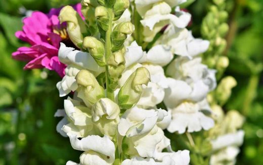 Semer des mufliers : quand, comment et quelles variétés choisir