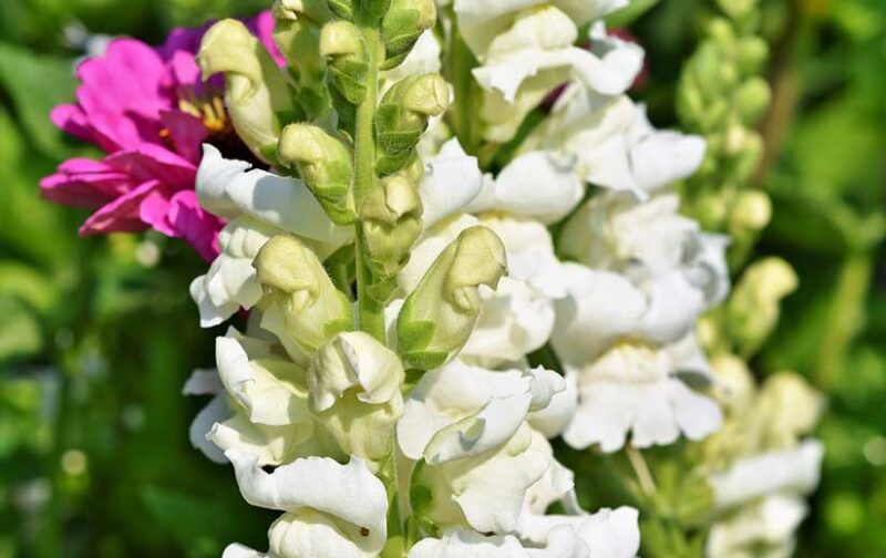 Semer des mufliers : quand, comment et quelles variétés choisir