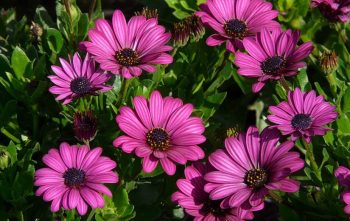 Semer le gerbera : quand, comment et quelles variétés choisir