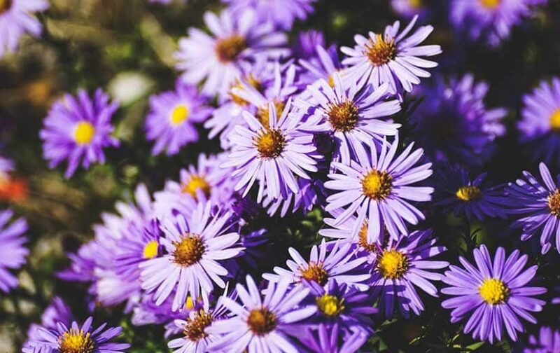 Semer des asters : quand, comment et quelles variétés choisir