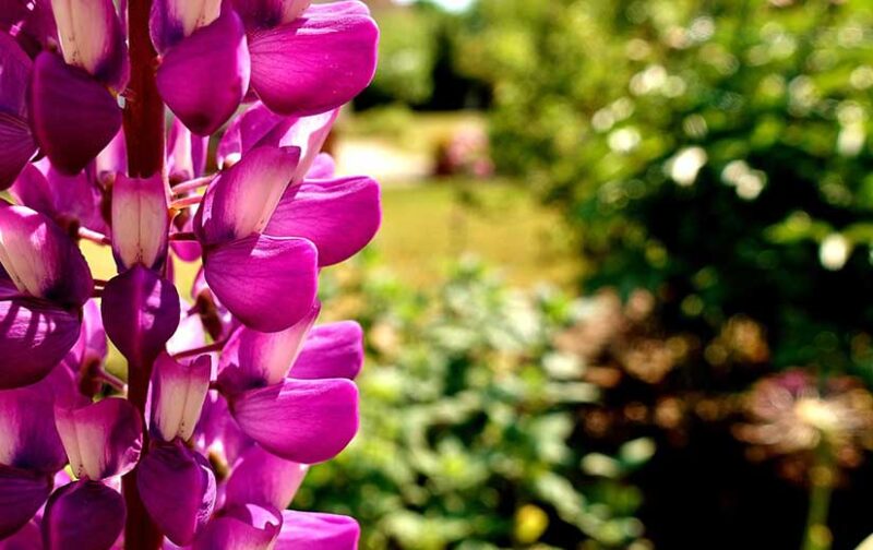 Semer des mufliers : quand, comment et quelles variétés choisir