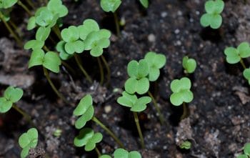 Semer des choux : quand, comment et quelles variétés choisir