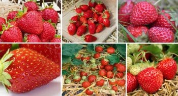 Semer et cultiver des fraises : quand, comment et quelle variétés