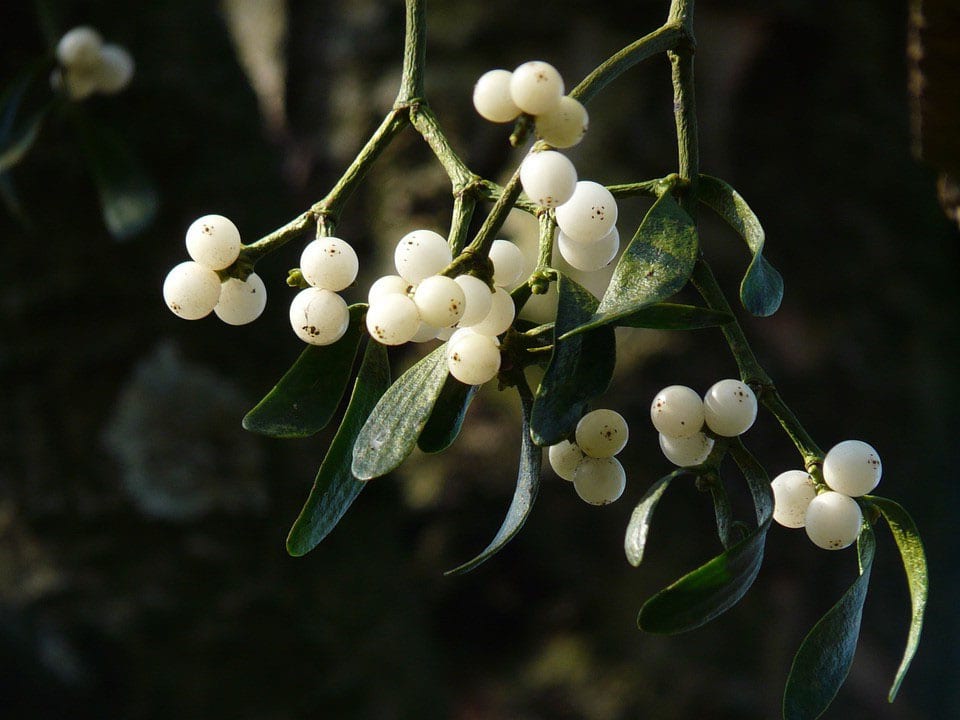 Découvrez 12 desplus belles fleurs de Noël