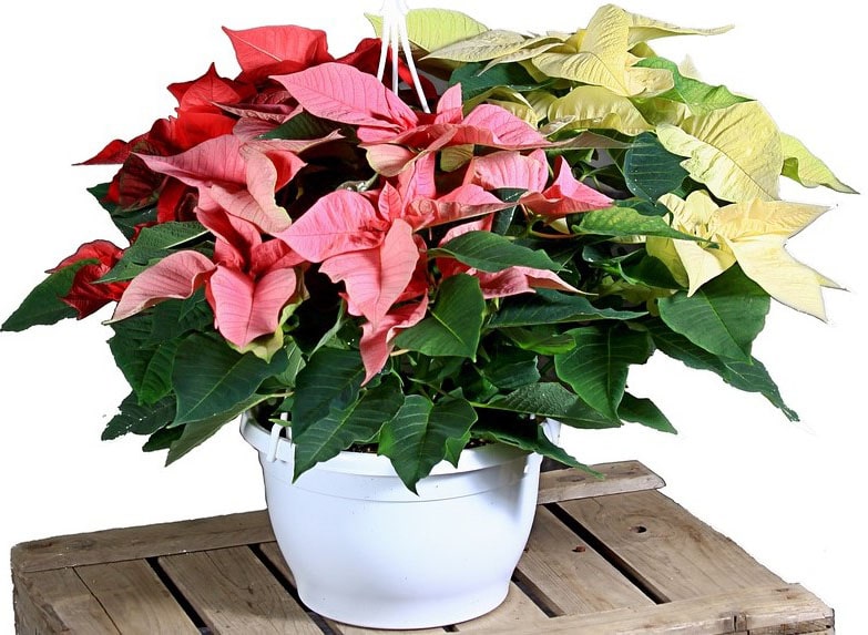 Découvrez 12 desplus belles fleurs de Noël