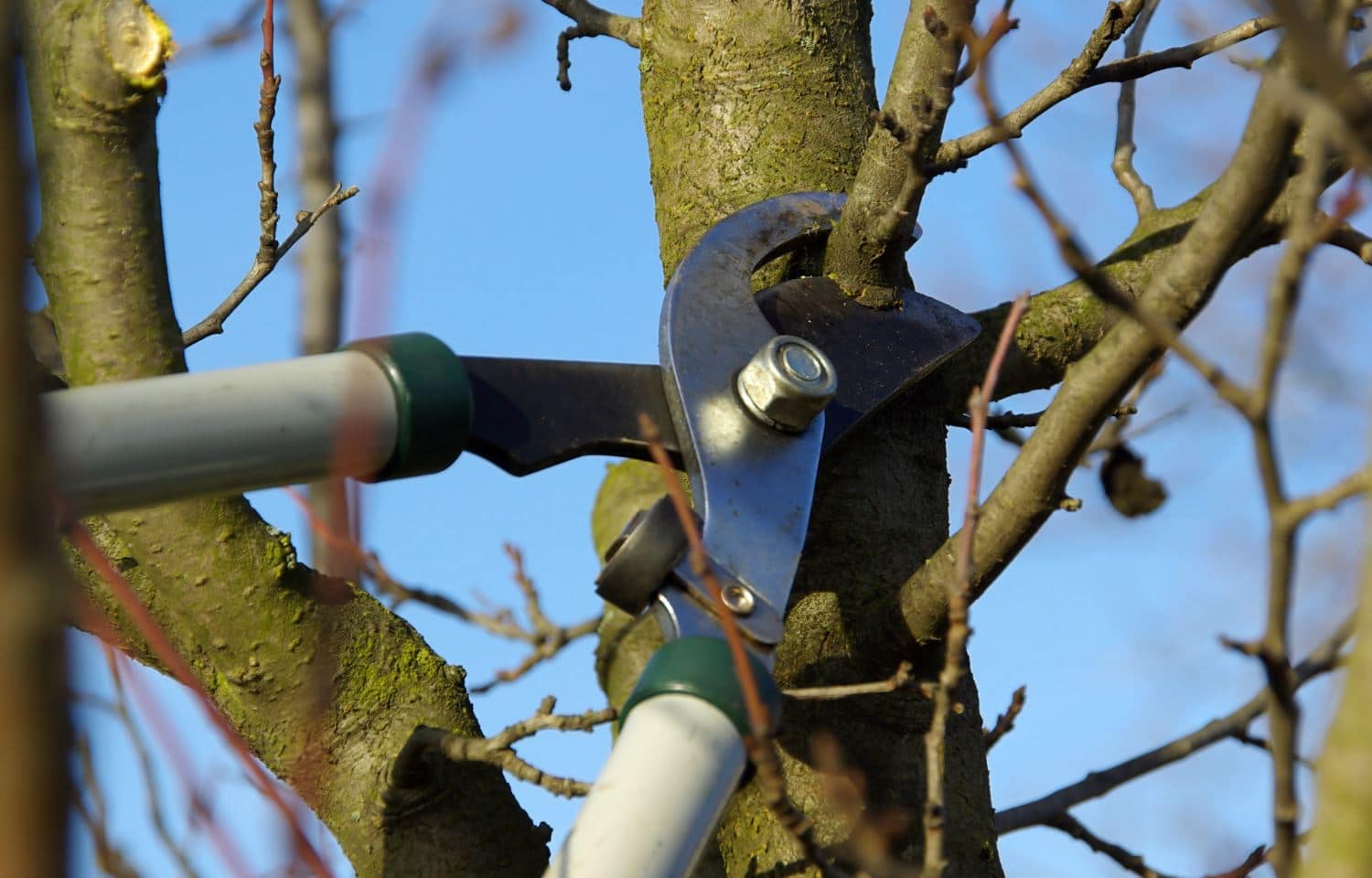 Elaguer un arbre : Comment faire et à quelle fréquence