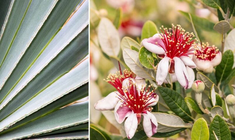 Sélection de 10 plantes exotiques d'extérieur pour votre jardin