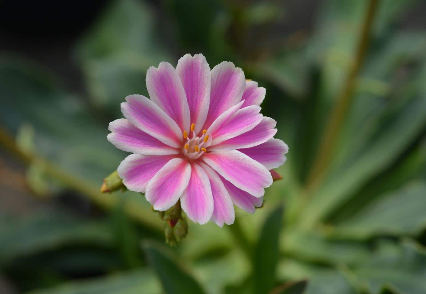 Plante grasse fleur rose : Le top 10 des plus jolies pour votre intérieur