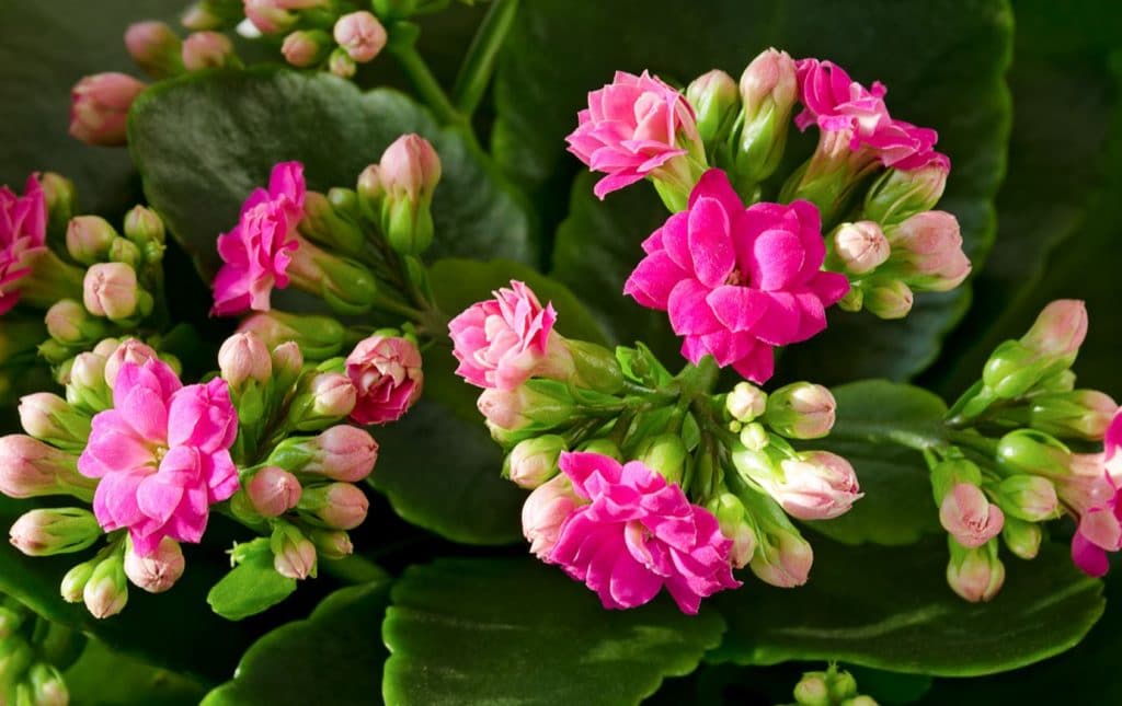 Plante grasse fleur rose : Le top 10 des plus jolies pour votre intérieur