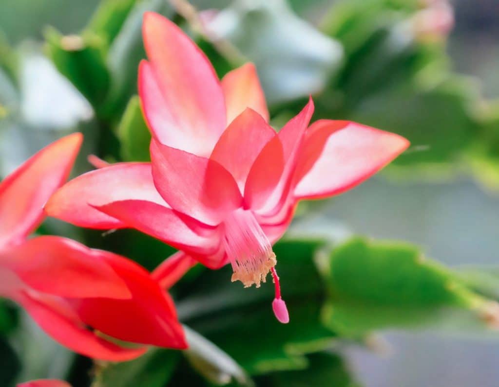 Plante grasse fleur rose : Le top 10 des plus jolies pour votre intérieur