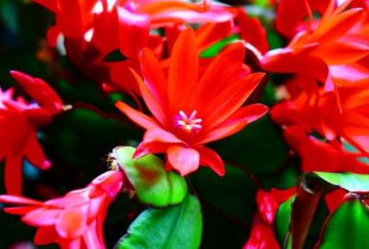 Plante grasse fleur rose : Le top 10 des plus jolies pour votre intérieur