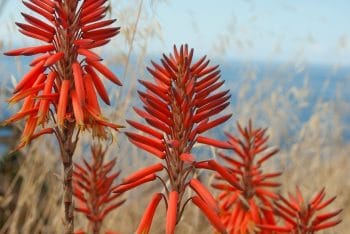 Liste de plantes grasses à fleur rouge : notre sélection des plus belles
