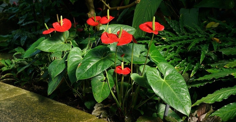 Liste de plantes grasses à fleur rouge : notre sélection des plus belles