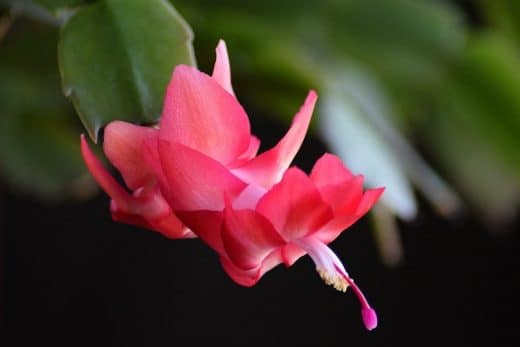 Liste de plantes grasses à fleur rouge : notre sélection des plus belles