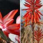Fleurs exotiques : la liste des 20 plus belles plantes exotiques