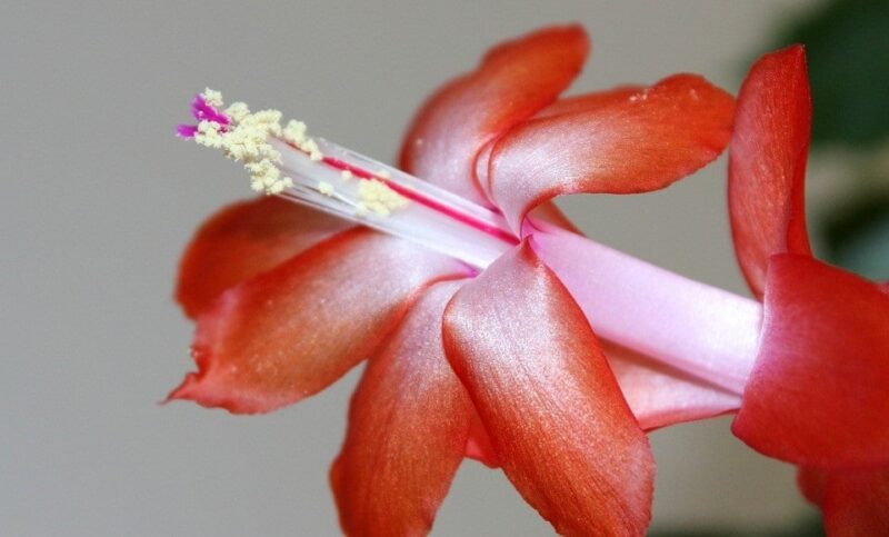 Liste de plantes grasses à fleur rouge : notre sélection des plus belles