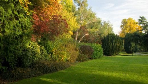 Comment Composer Une Haie Vive Comme Un Jardinier Professionnel