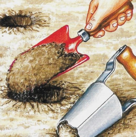 Colchique : comment bien le planter et l'entretenir