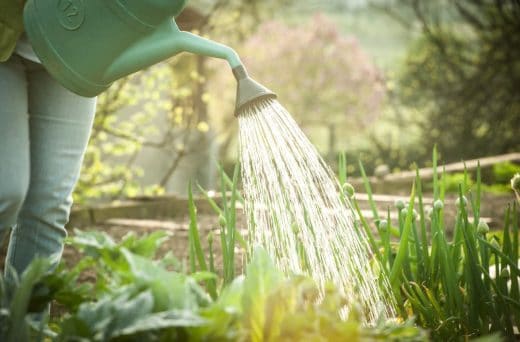 Comment avoir la main verte ? 10 conseils indispensables et simples