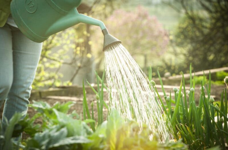 Comment avoir la main verte ? 10 conseils indispensables et simples