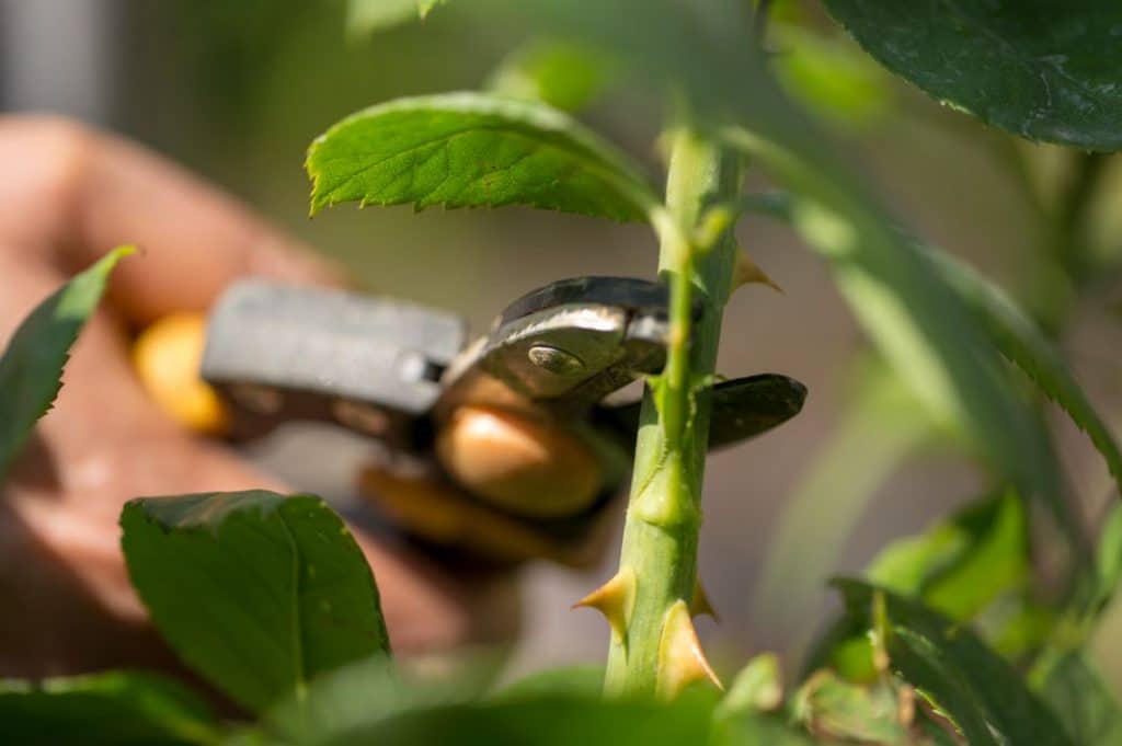 Comment avoir la main verte ? 10 conseils indispensables et simples