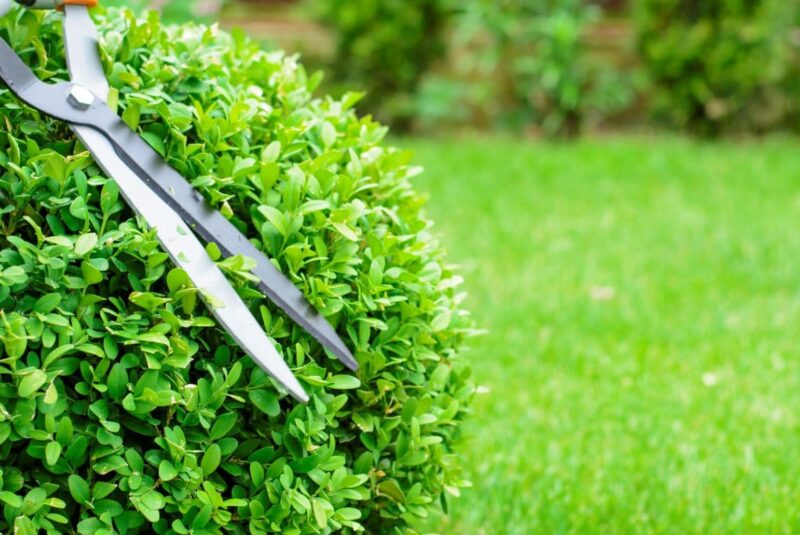 Tailler le buis : les astuces et étapes à suivre pour la taille