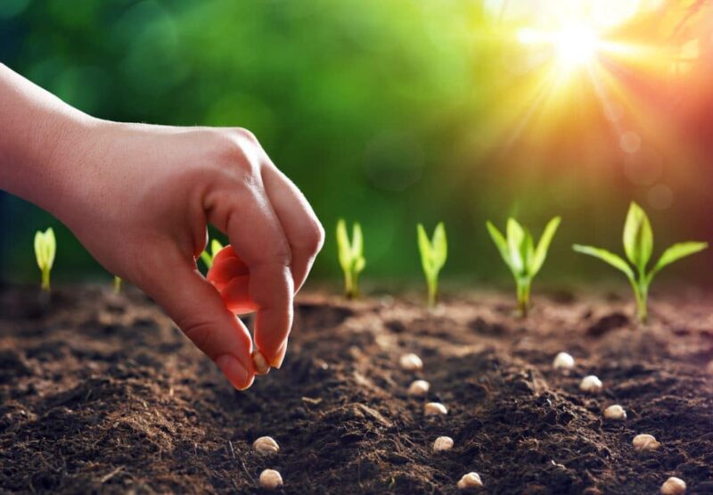 Multiplication des plantes : présentation des catégories de semis