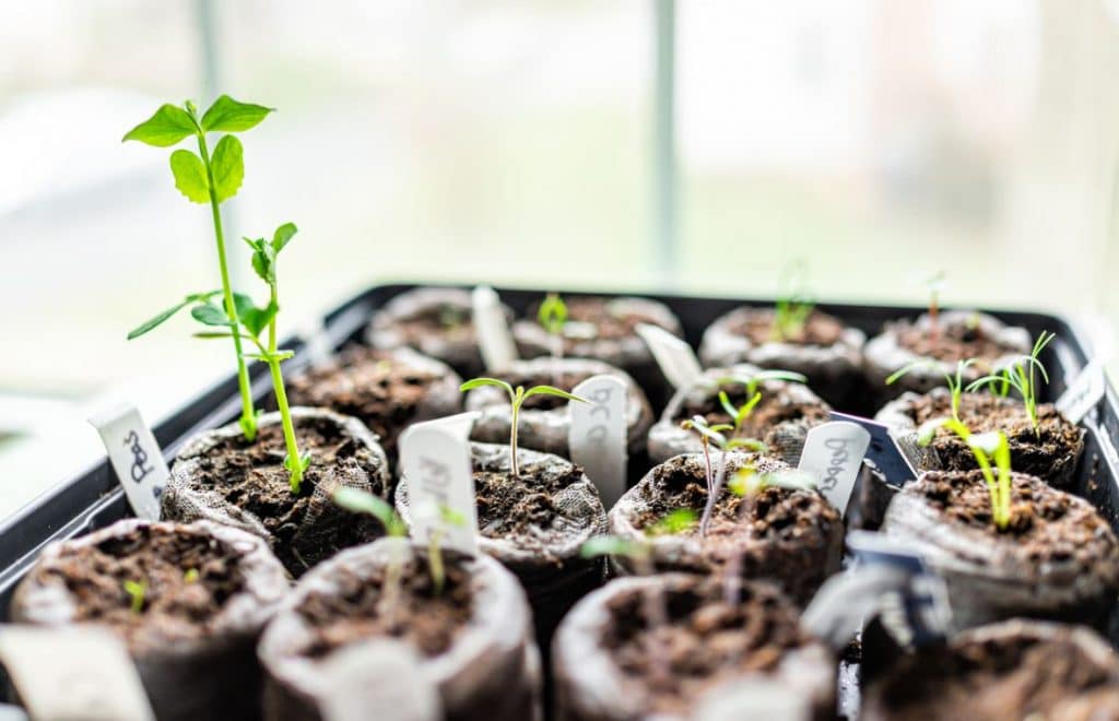Multiplication des plantes : présentation des catégories de semis