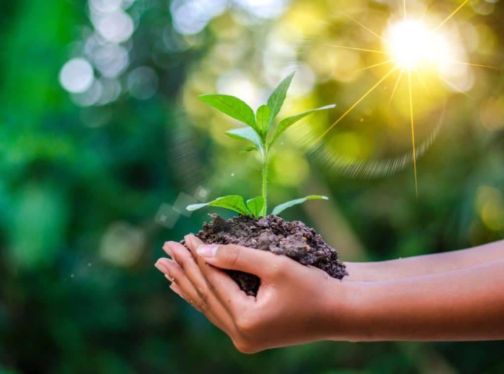 Croissance des plantes : le facteur sol et éléments nutritifs