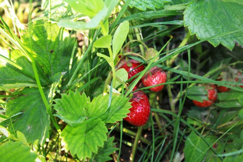 Cultiver des fraises : les 5 meilleures variétés