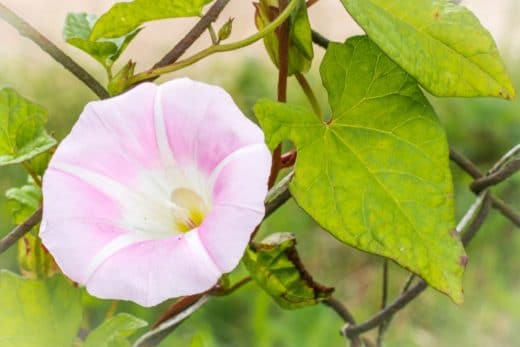 Liseron dans le jardin : les solutions pour s'en débarrasser
